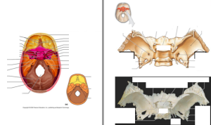 Flashcards - Bones of the Scull