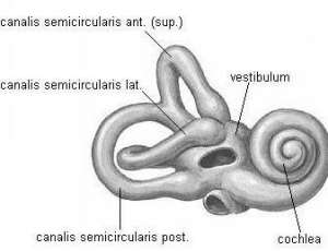 Flashcards - vnitrni ucho - labyrinthus osseus