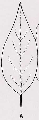 Flashcards - botany leaf margins and shapes