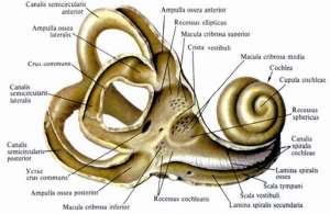 Flashcards - vnitrni ucho - labyrinthus osseus