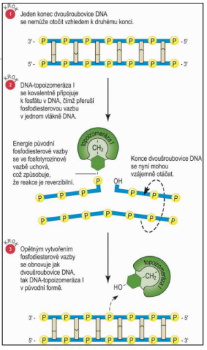 Flashcards - 03 Replikace DNA