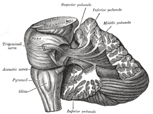 Flashcards - mesencephalon:vnitrni+vnejsi popis