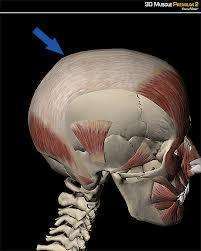 Flashcards - Muscles of head neck and trunk