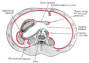 Flashcards - Anatomy and Biochemistry 1987