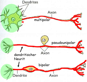 Flashcards - somatisches Nervensystem (in bearbeitung)