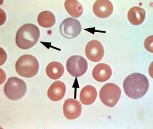 Flashcards - Practical 2