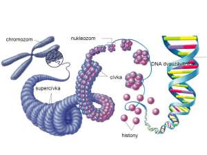 Flashcards - 02b chromozomy