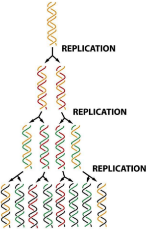 Flashcards - 03 Replikace DNA