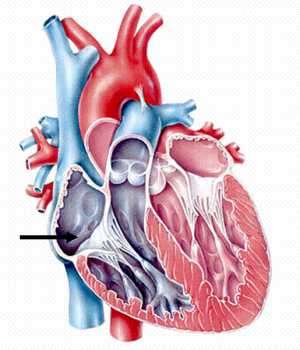 Flashcards - Heart Anatomy