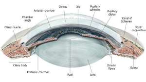 Flashcards - organum visus II vrstvy
