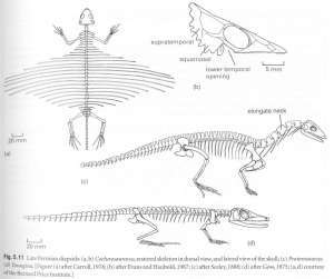 Flashcards - Vertebrate paleontology