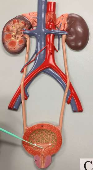 Flashcards - LAB 7 – HUMAN KIDNEY FUNCTION
