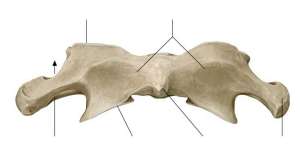Flashcards - 01A VERTEBRAE