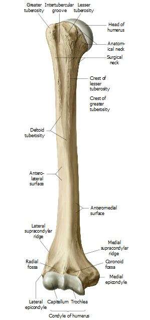 Flashcards - 05A HUMERUS