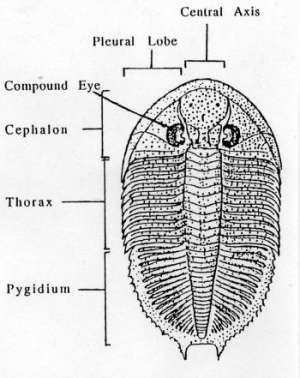 Flashcards - Biology 172 Lab Final Practical Examination II