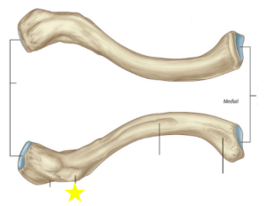 Flashcards - Bones of the Upper Limb