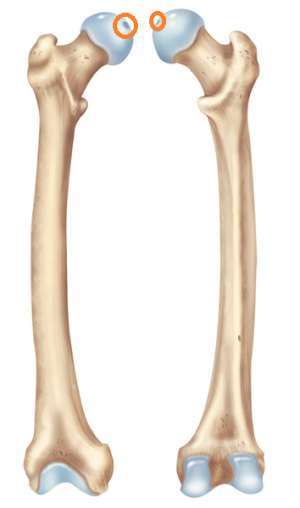 Flashcards - Ch. 8 Leg