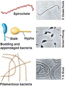 Flashcards - Bmsc 210 Mid1 p3