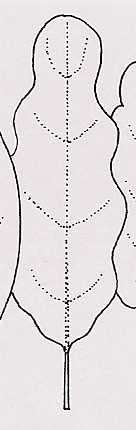 Flashcards - botany leaf margins and shapes