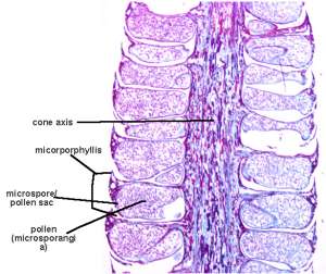 Flashcards - Biology 172 Lab Exam 1