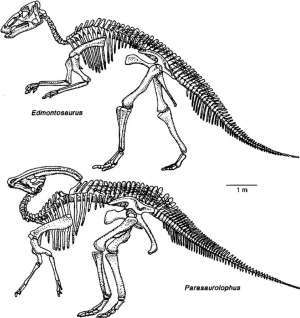 Flashcards - Vertebrate Paleontology