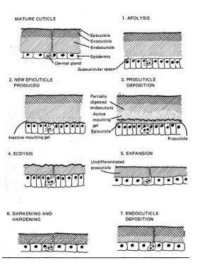 Flashcards - Entomology Exam 1