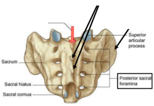 Flashcards - Bones of the Lower Limb