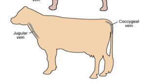 Flashcards - Cardiovascular System Animals