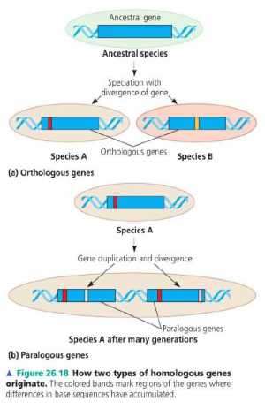 Flashcards - Biology II Chapter 26