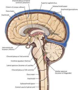 Flashcards - 11.8.b.Meninges and Ventricular system.txt
