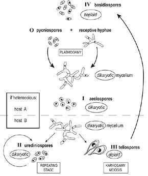 Flashcards - Plant pathogens