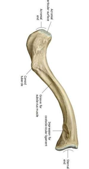 Flashcards - 04A CLAVICULA+SCAPULA