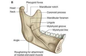 Flashcards - DHE 116 chapter#21 Radiographic Anatomy quiz