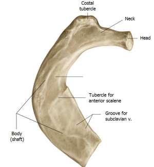 Flashcards - 03A STERNUM+COSTAE