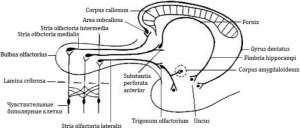 Flashcards - ENCEPHALON 2 - závity+rýhy na facies inf+convexa