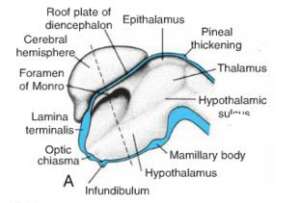 Flashcards - diencephalon
