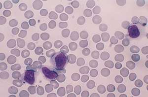 Flashcards - semester 5 review