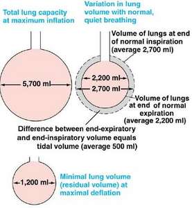 Flashcards - Respiratory System 2