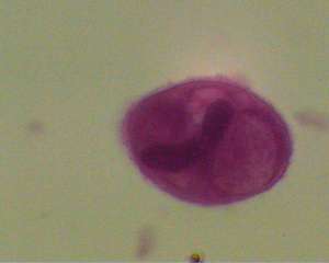 Flashcards - Fecal Cytology