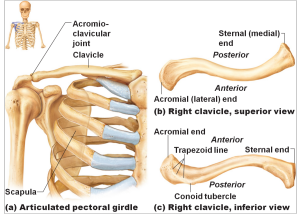 Flashcards - 04A CLAVICULA+SCAPULA