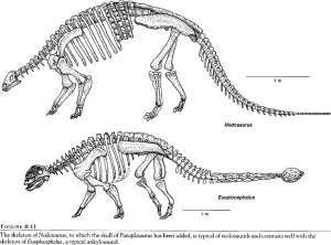 Flashcards - Vertebrate Paleontology