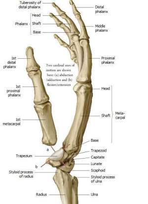Flashcards - 07A OSSA MANUS