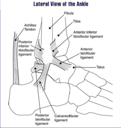 Flashcards - MS I: Foot and ankle biomechanics