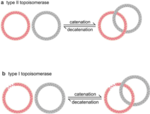 Flashcards - DNA Structure part 2
