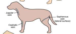 Flashcards - Cardiovascular System Animals