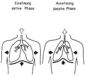Flashcards - Atmungssystem