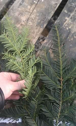 Flashcards - Evergreen identification