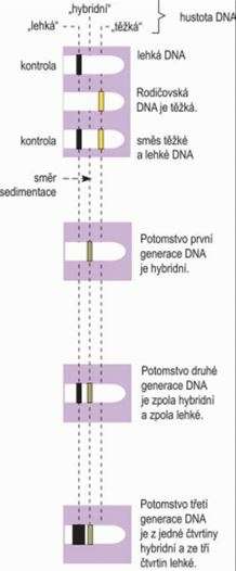 Flashcards - 03 Replikace DNA
