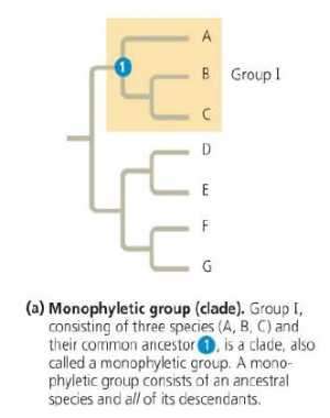 Flashcards - Biology II Chapter 26