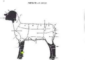 Flashcards - Parts of a Sheep